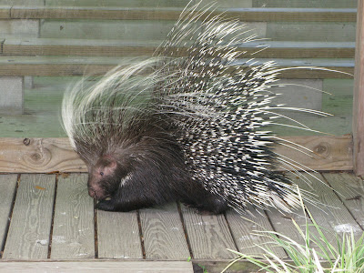 Ugly Overload: Quill Pig