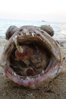 Ugly Overload: Washed Ashore