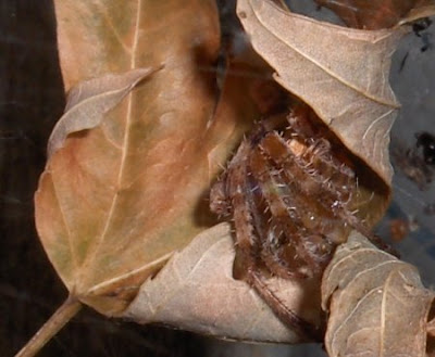 Ugly Overload: Spider Gala