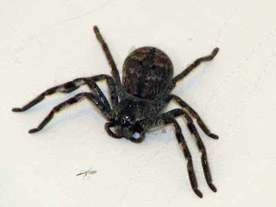 Ugly Overload: Aussie Spider ID Needed