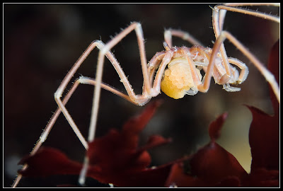 Ugly Overload: Predatory Sea Spider