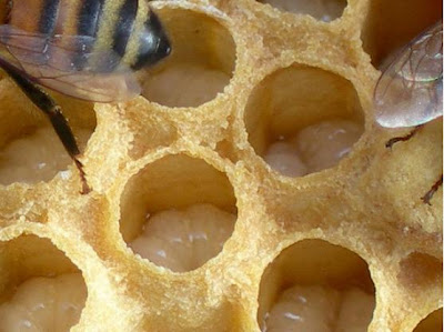 Ugly Overload: Bee Maggots