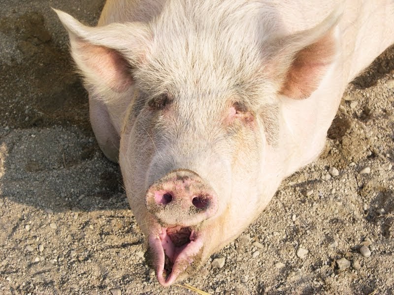 Ugly Overload: Pig Faces