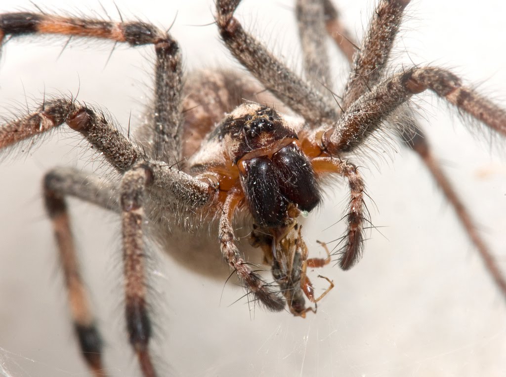 Ugly Overload: Gratuitous Spider Faces