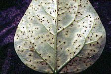 Doenças fúngicas - Ferrugem | Agro൫eady