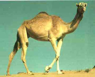 AMO A LOS ANIMALES: ANIMALES CUADRUPEDOS