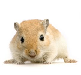 Gerbo da Mongolia: Os gerbos