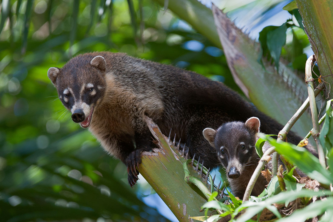 Kanantik Reef & Jungle Resort: Friendly Coatimundi Visit Kanantik