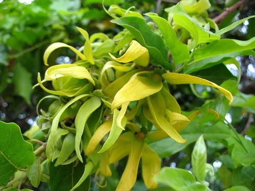 Marinduque - My Island Tropical Paradise: Ylang Ylang Trees in the ...