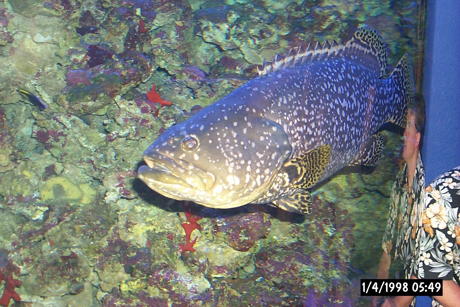 Marinduque - My Island Tropical Paradise: Hawaiian Islands-O'ahu, Maui ...