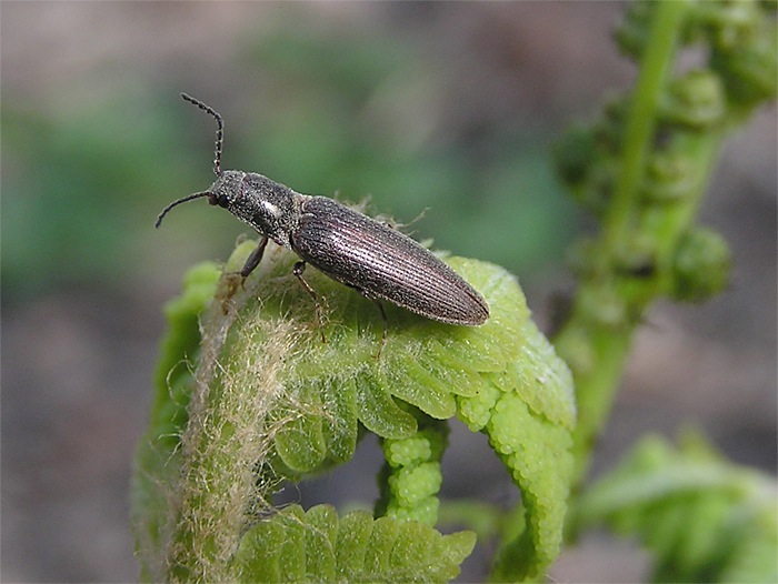 Tispaquin's Revenge: Click Beetles Are Up and Clicking About