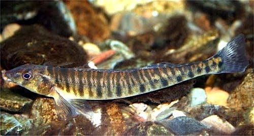 Tispaquin's Revenge: Logperch in the Brooks of Easton, Mass.