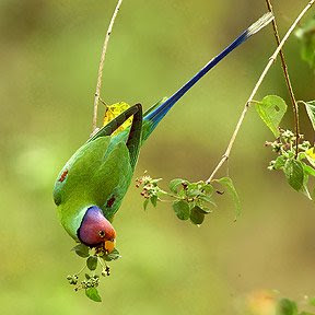 Parrots Lovers: Plum-headed Parakeet