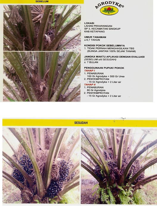 Menakjubkan 14+ Gambar Bunga Jantan Kelapa Sawit - Gambar Bunga Indah