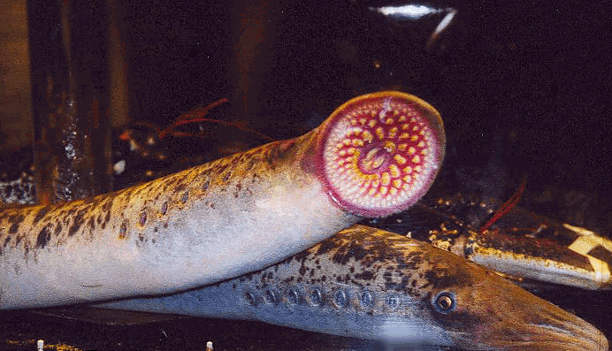 Lamprea Marina. Información. Fon-Fishing.