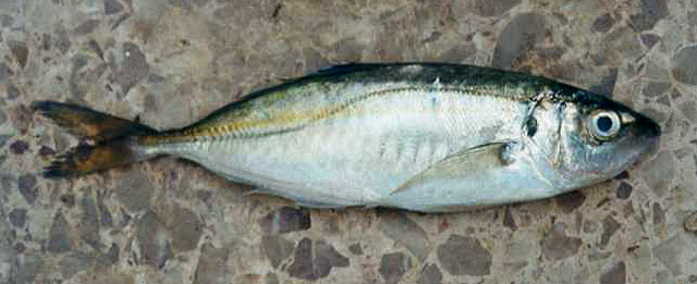 Artes de Pesca: VAMOS A PESCAR JUREL