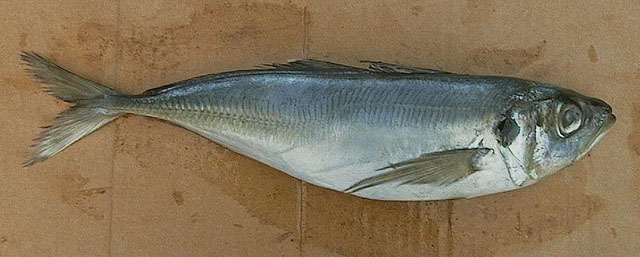 Artes de Pesca: VAMOS A PESCAR JUREL