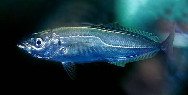 Artes de Pesca: VAMOS A PESCAR JUREL