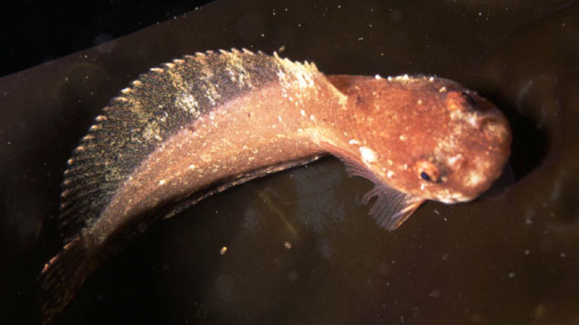 Artes de Pesca: VAMOS A PESCAR LIPARIS COMÚN