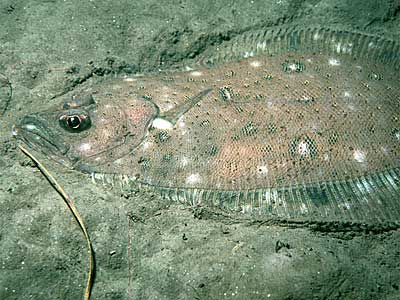 Gallo del Norte. Información. Fon-Fishing.