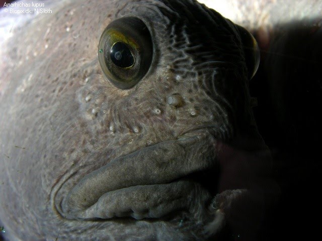 Artes de Pesca: VAMOS A PESCAR LOBO PEZ