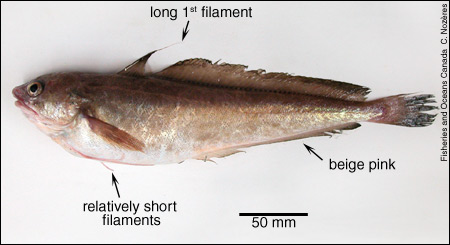 Artes de Pesca: VAMOS A PESCAR LOCHA