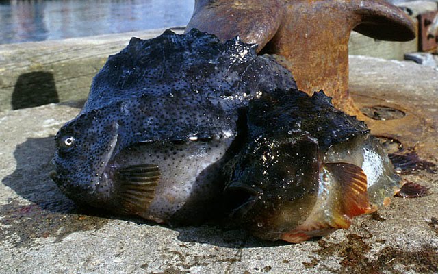 Artes de Pesca: VAMOS A PESCAR LUMPO (LOMPA)