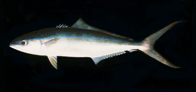 Artes de Pesca: VAMOS A PESCAR MACARELA