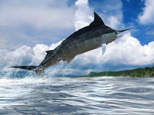 Artes de Pesca: VAMOS A PESCAR MARLIN AZUL DEL INDO-PACÍFICO