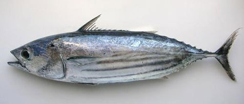 Melva. Información. Fon-Fishing.