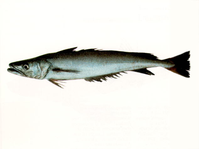 Artes de Pesca: VAMOS A PESCAR MERLUZA 4ª Parte