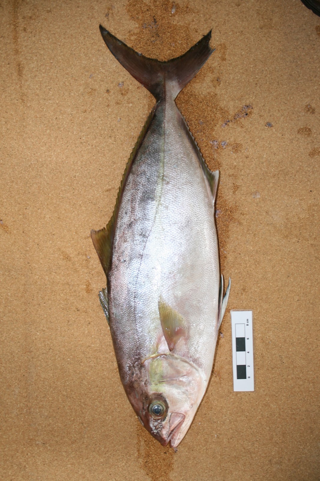 Artes de Pesca: VAMOS A PESCAR MEDREGAL LISTADO