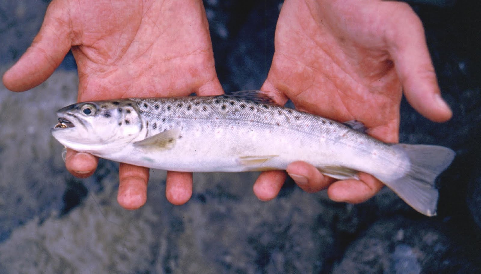 Pesca intorno al mondo: NORVEGIA (Lyngen Fjord)