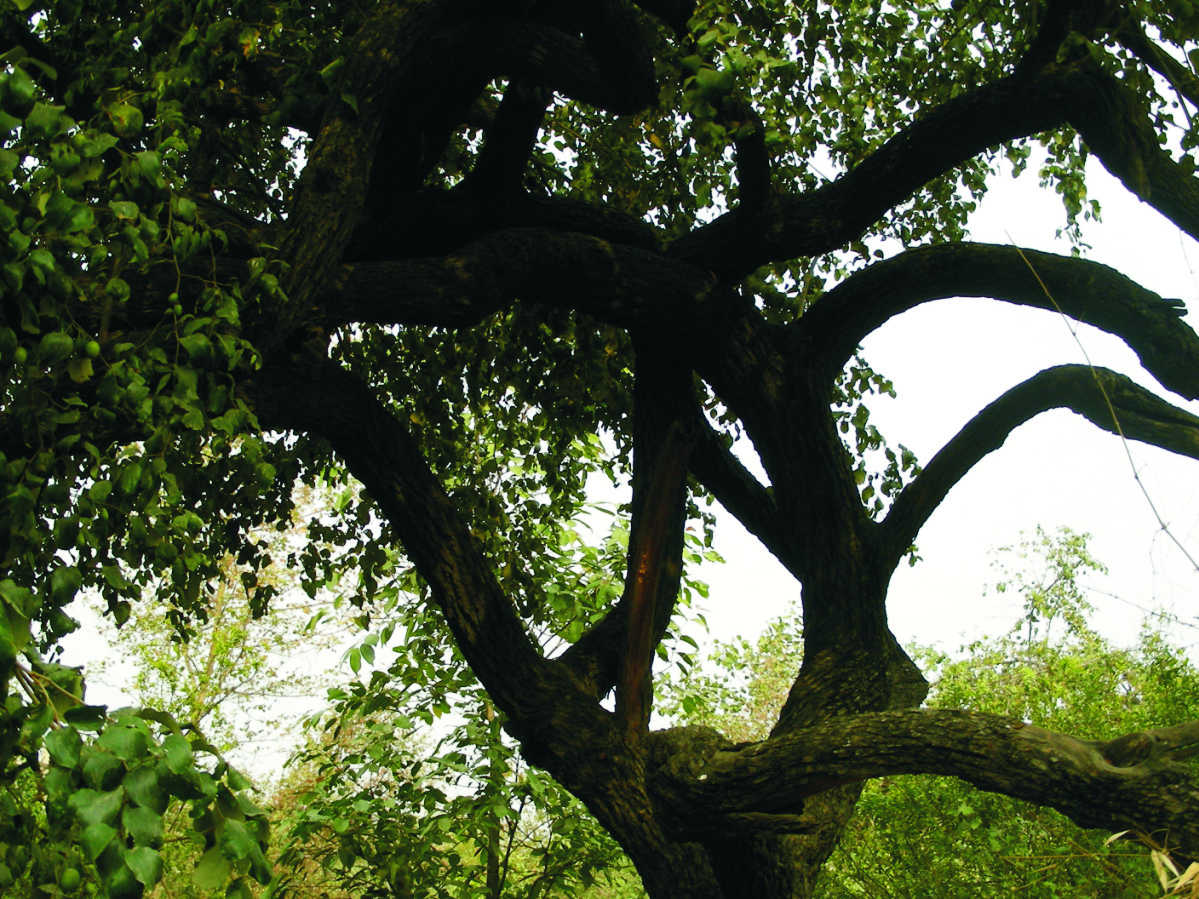 thinkunthink: Birds, trees and butterflies at the Yamuna Biodiversity ...