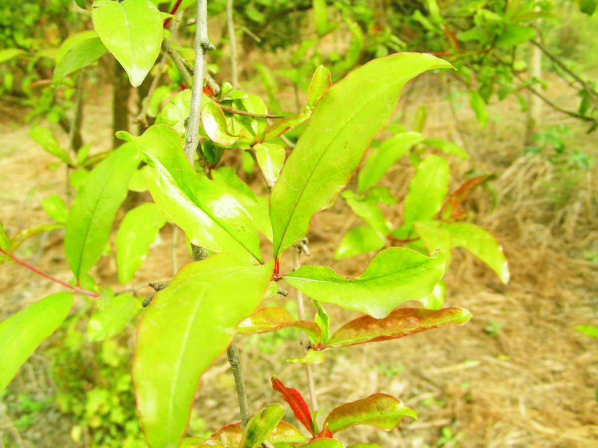 thinkunthink: Birds, trees and butterflies at the Yamuna Biodiversity ...