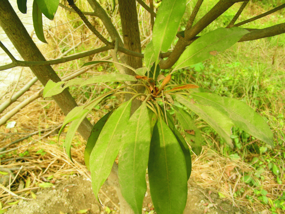thinkunthink: Birds, trees and butterflies at the Yamuna Biodiversity ...