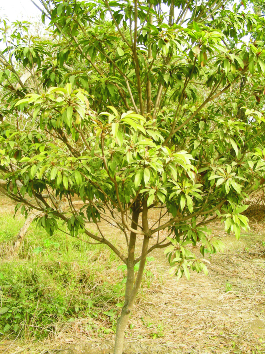 thinkunthink: Birds, trees and butterflies at the Yamuna Biodiversity ...