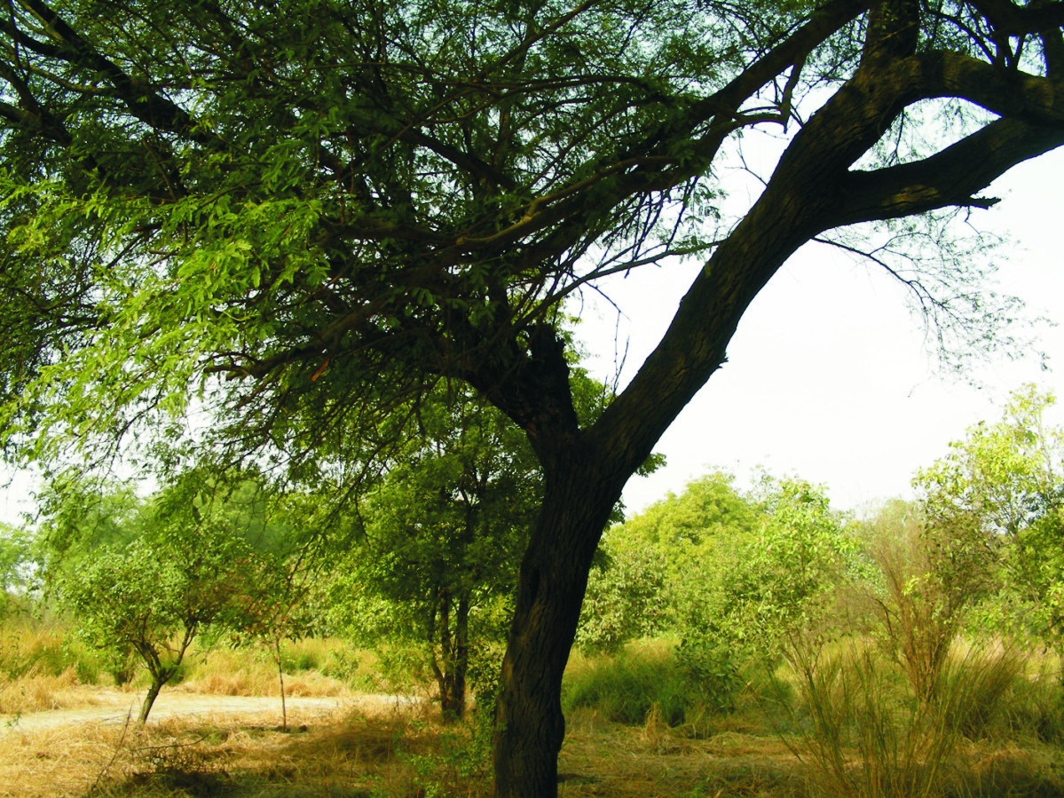 thinkunthink: Birds, trees and butterflies at the Yamuna Biodiversity ...