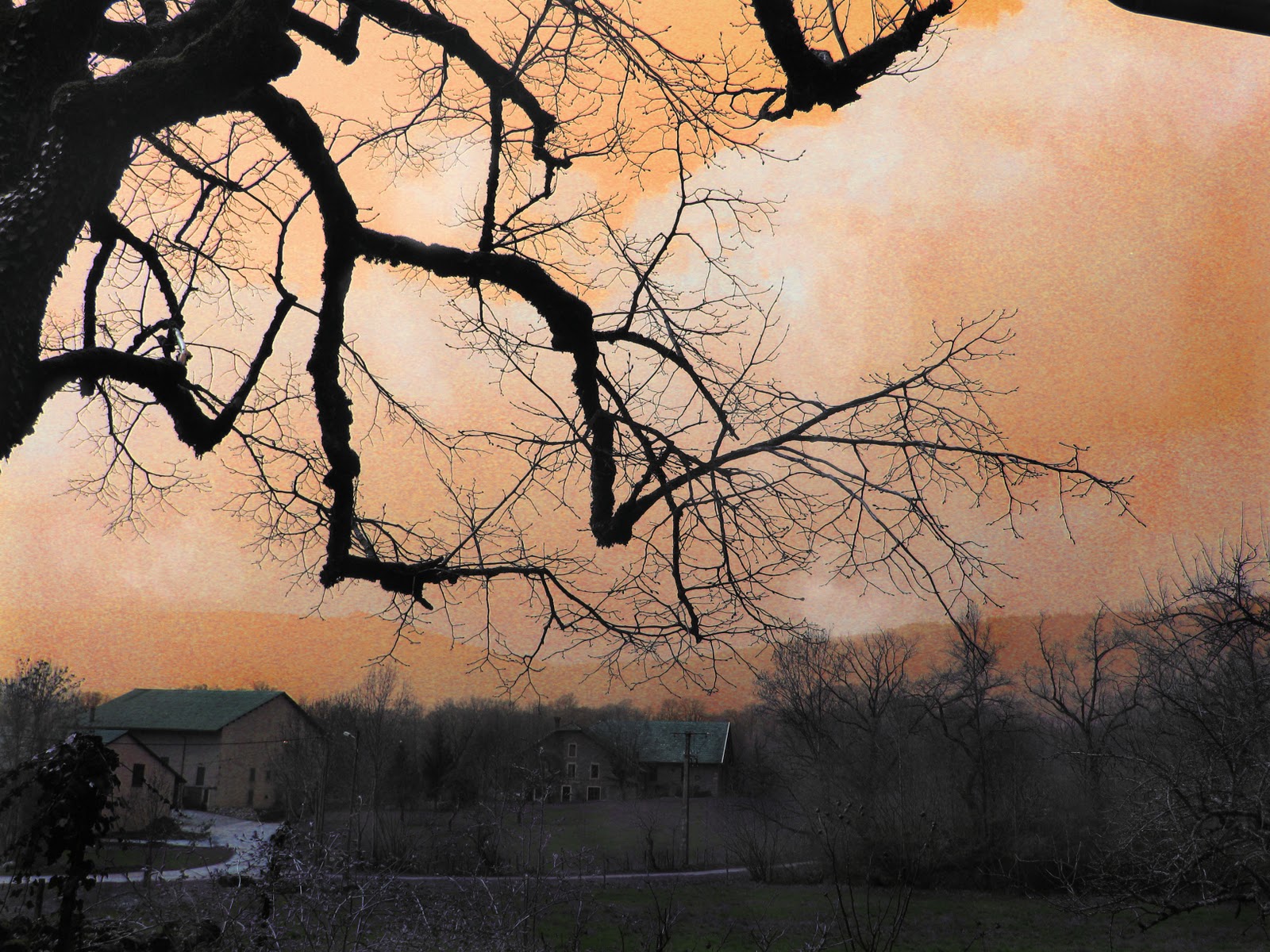 Art, Design & Inspiration: Evil Tree