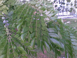 To Tour Malaysia Is To Love Malaysia: Rain Tree