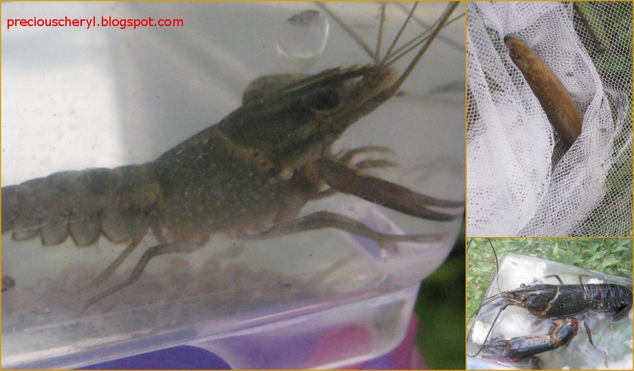 Yabby lobster! - Our Little Precious