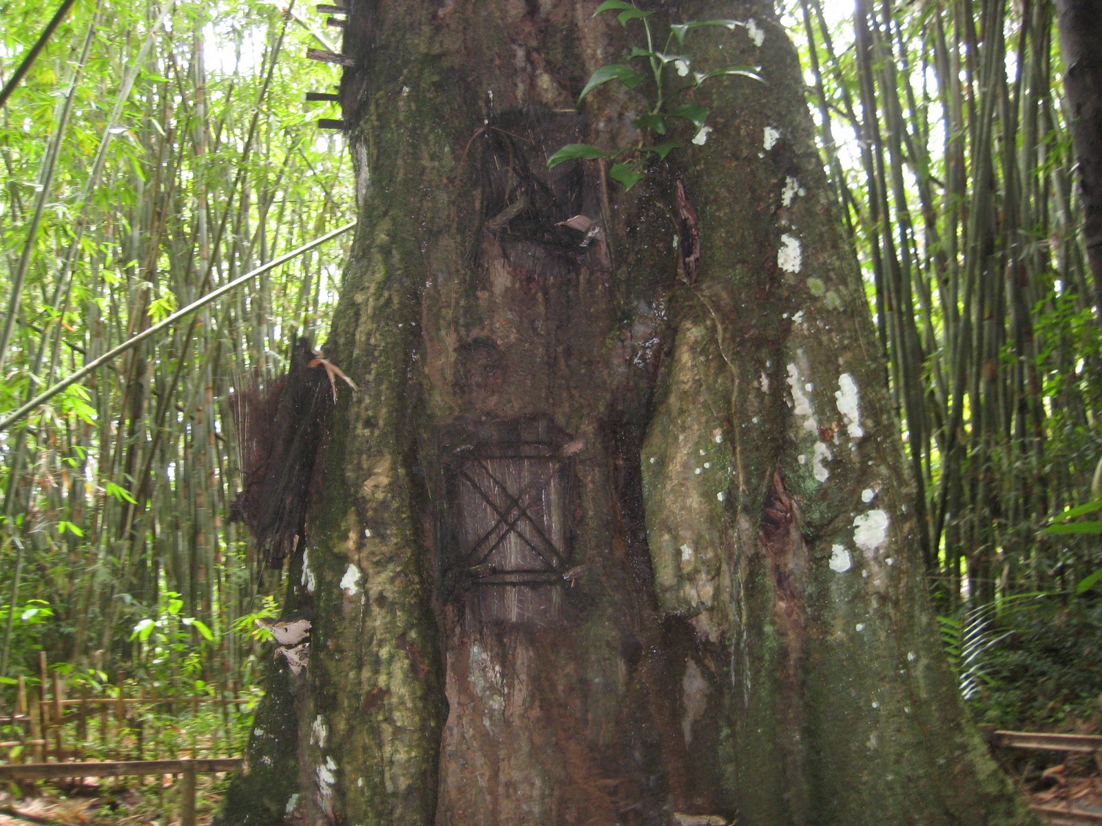 hati hati: Dead baby tree