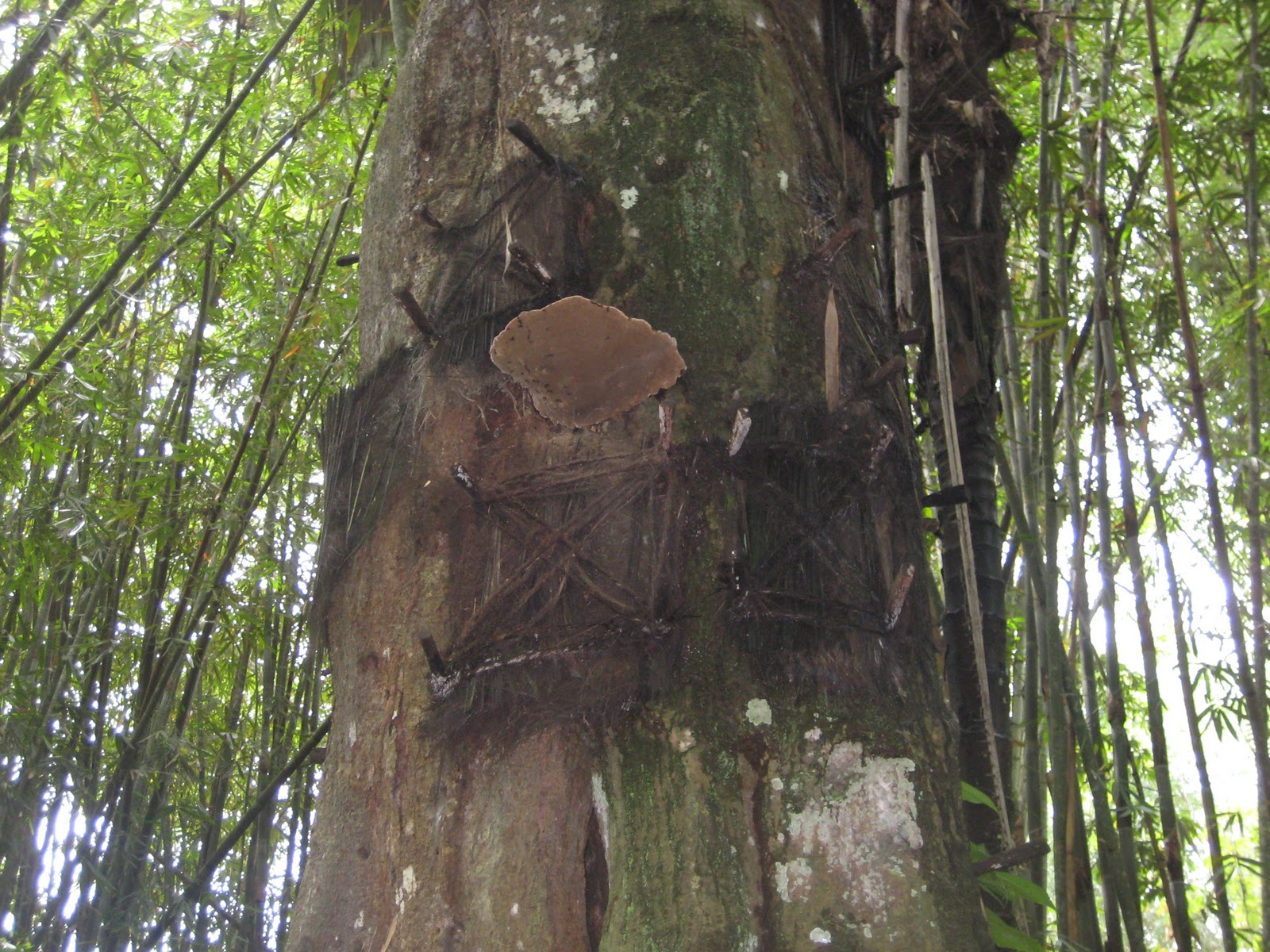 hati hati: Dead baby tree