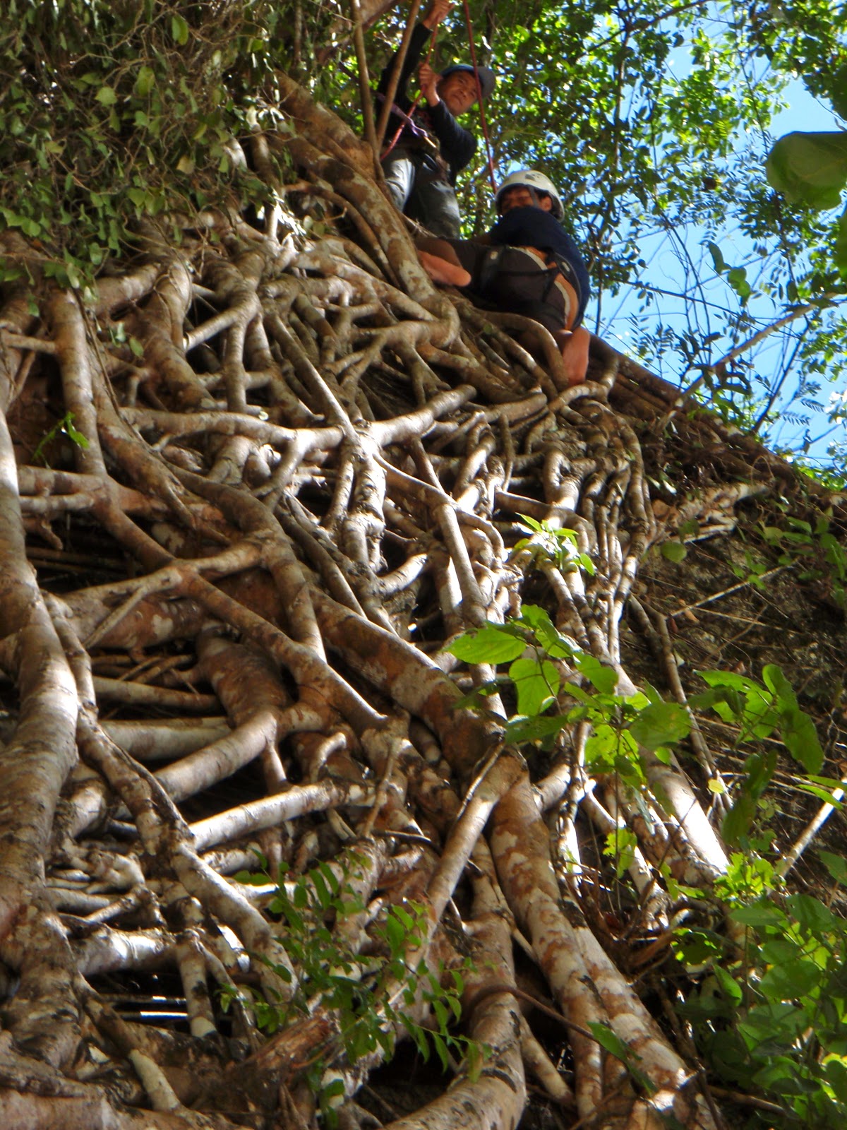 adventures in sustainability: Tree Root Climbing and Rapelling in Danao ...