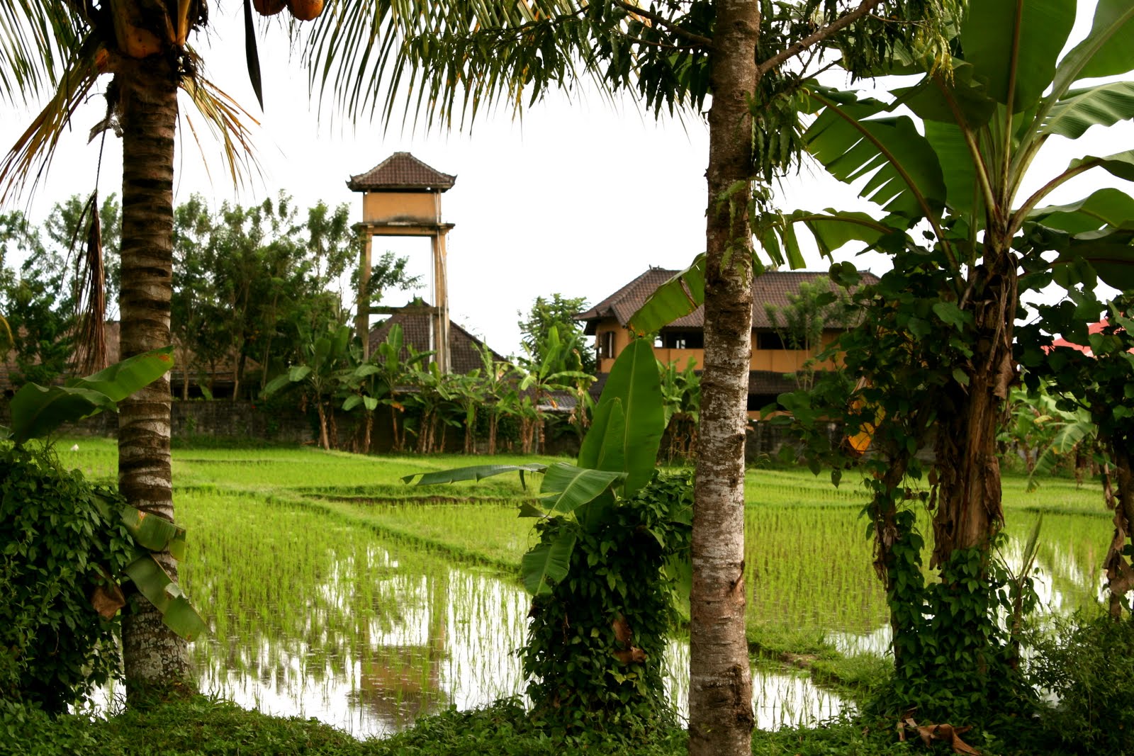 How 'bout them views: Ubud, Bali