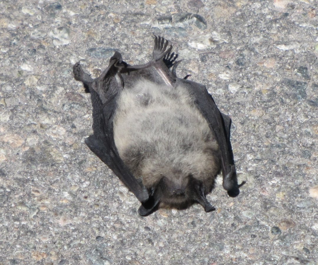 Alamosa Quilter: The Morning After