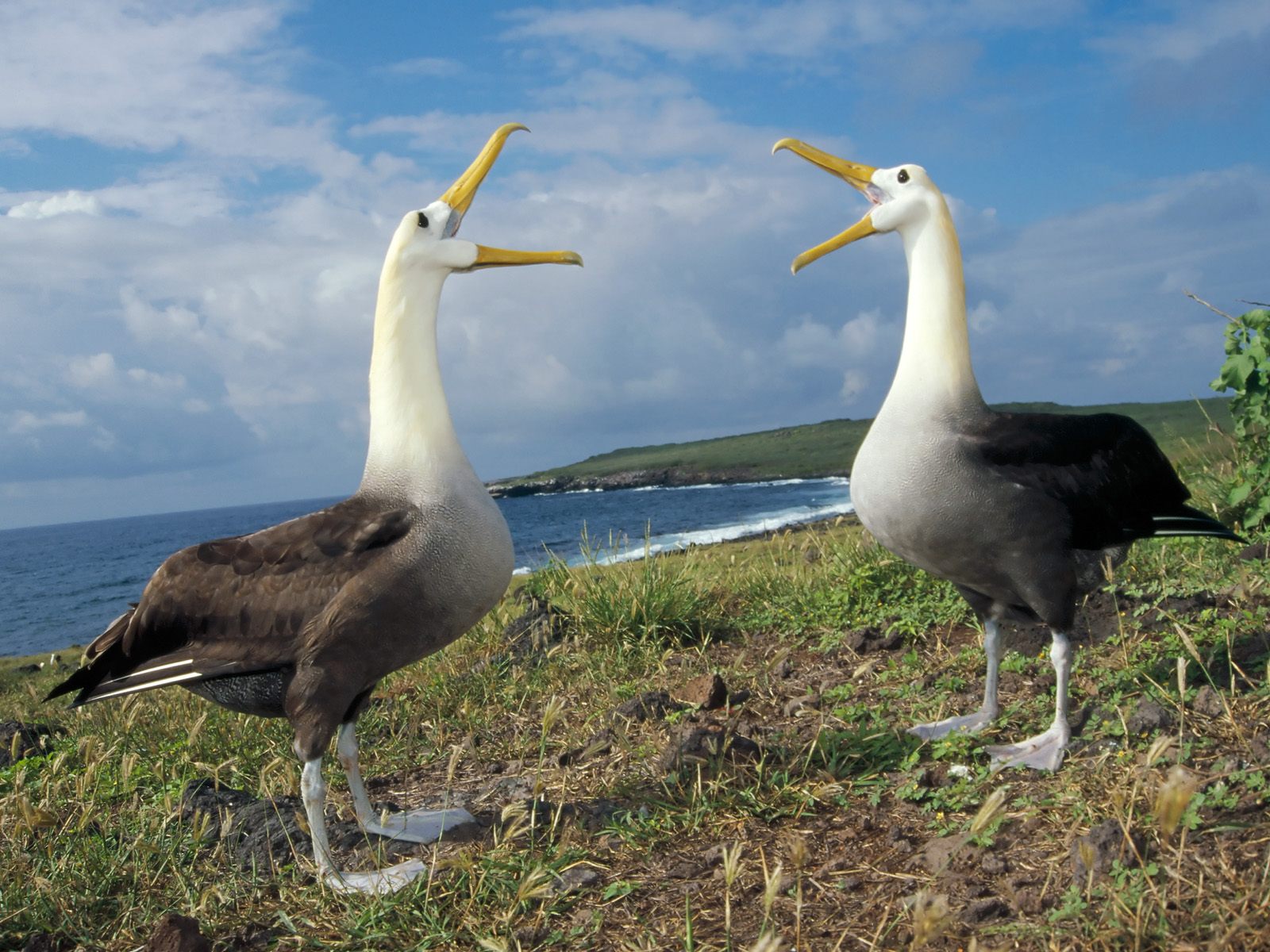 Birds: Waved-Albatross