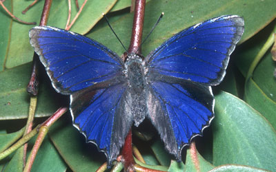 Butterflys: Lycaenidae