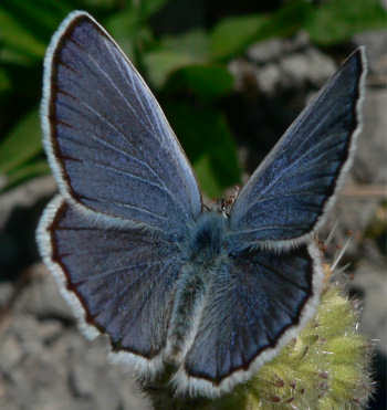 Butterflys: Greenish Blue Butterfly