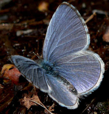 Butterflys: Spring Azure Butterfly